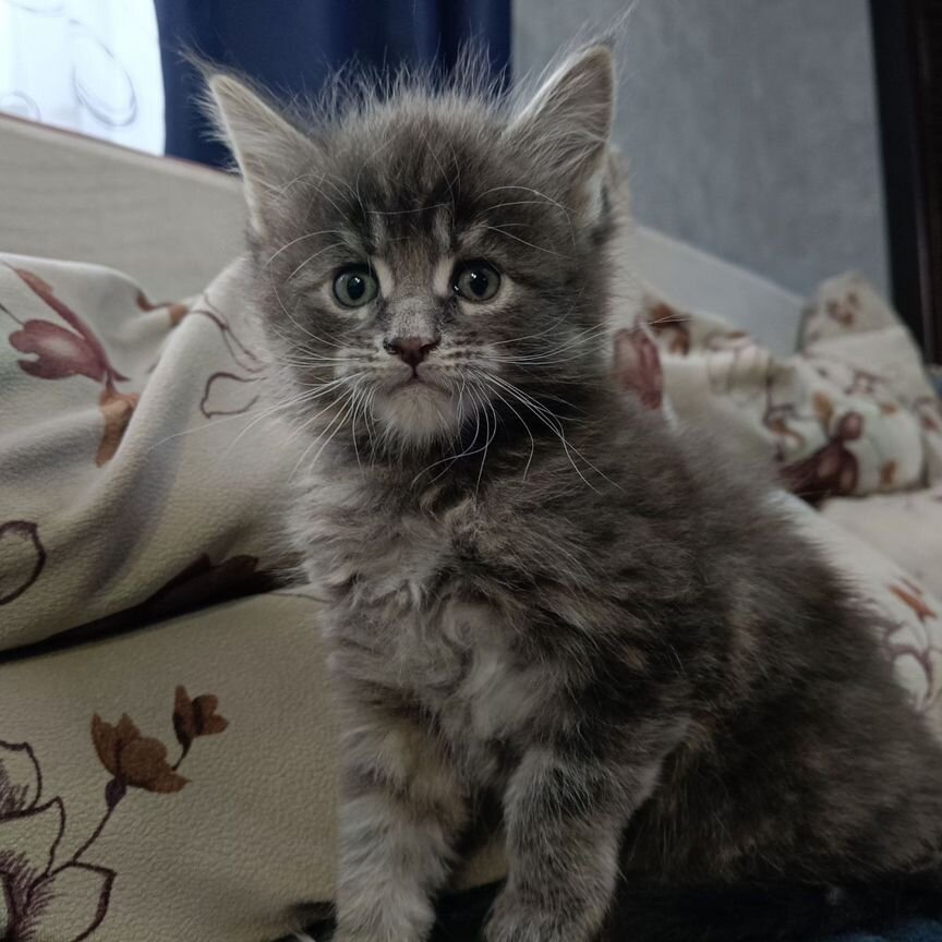 Мейн-кун котёнок