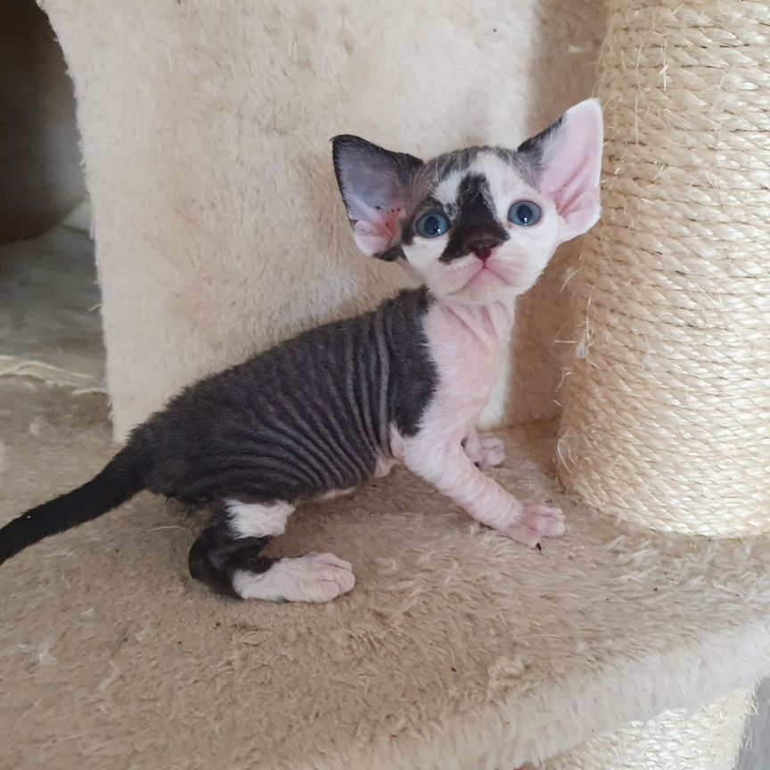 Девочка с огромными ушами