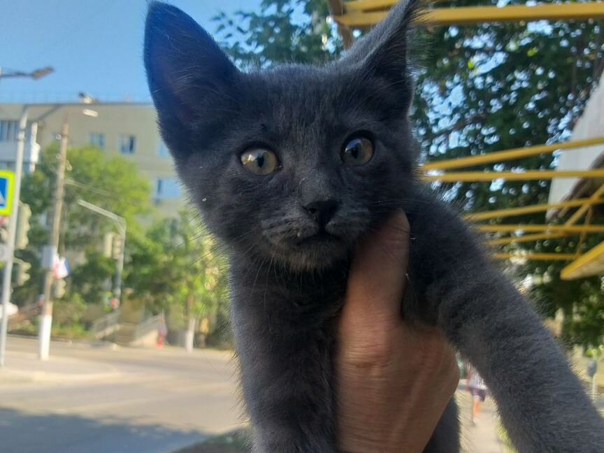 Ищем дом выброшенному котенку