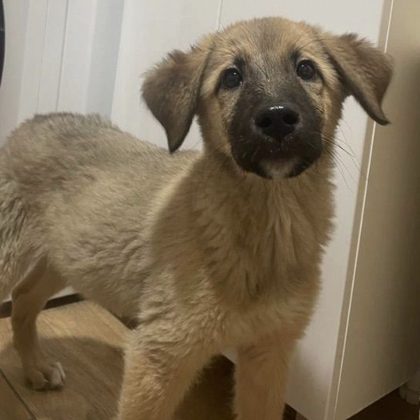 Щенок в добрые руки