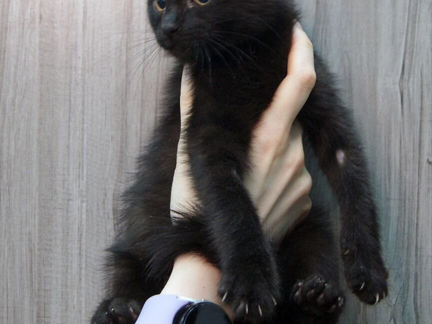 Котенок Аристид ищет любящих хозяев