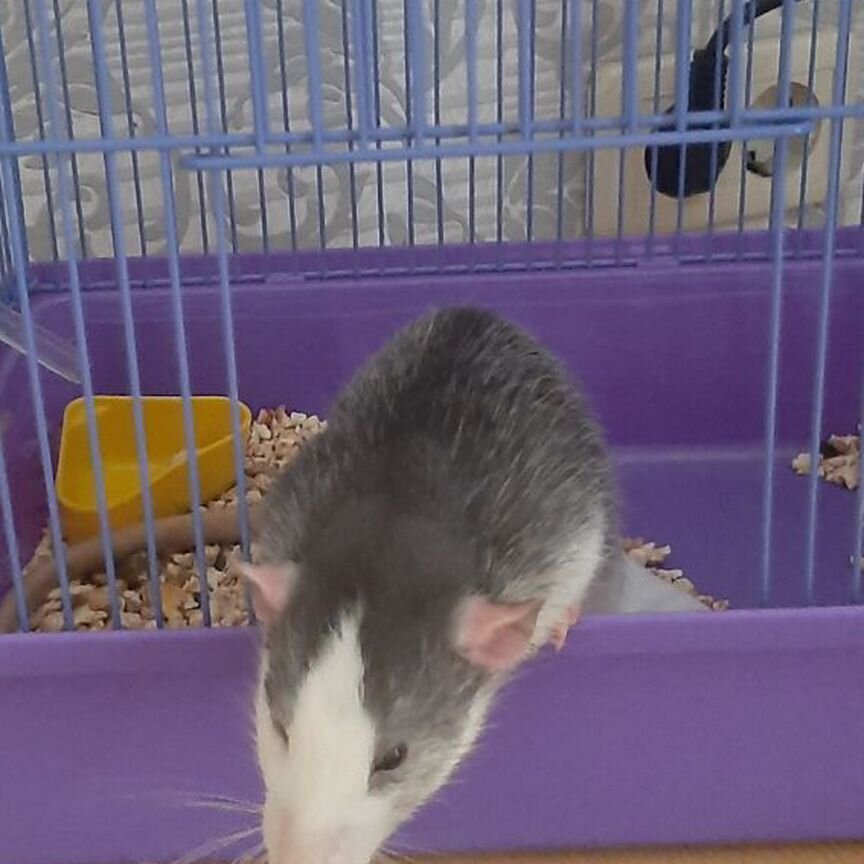 Клетка для грызунов