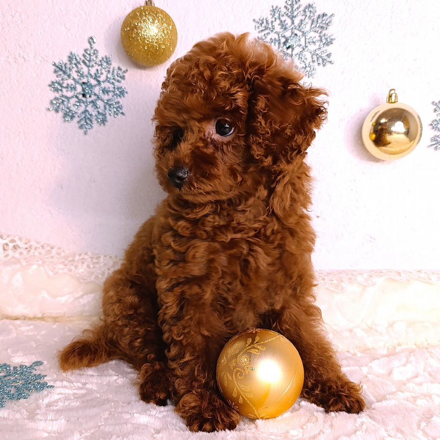 Той-пудель, щенок