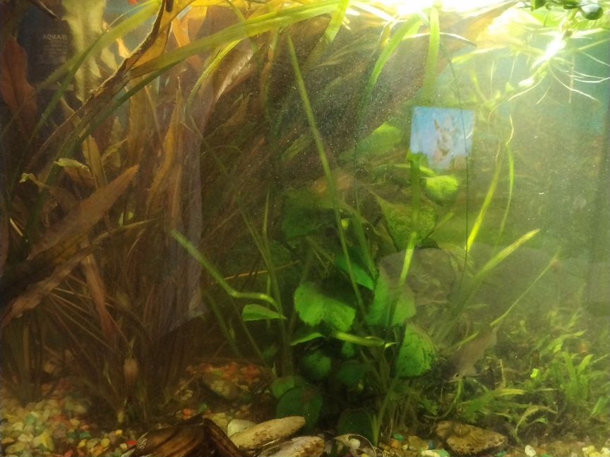 Водоросли для аквариума