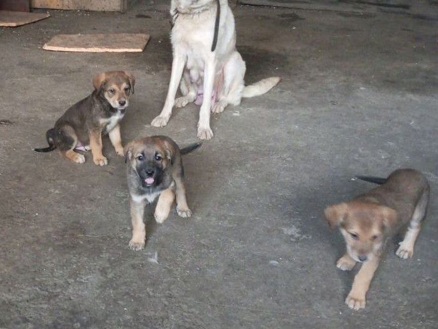 Щенки