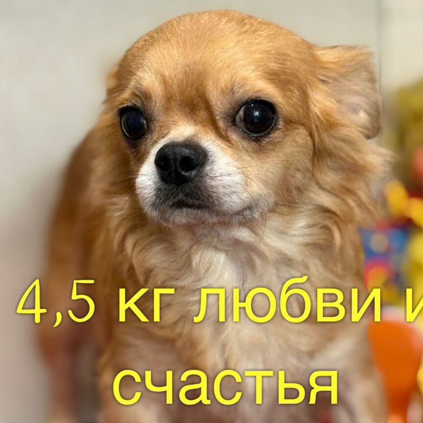 Чихуахуа, взрослая собака