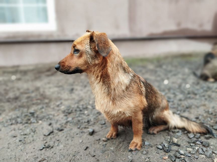 Собаки щенки