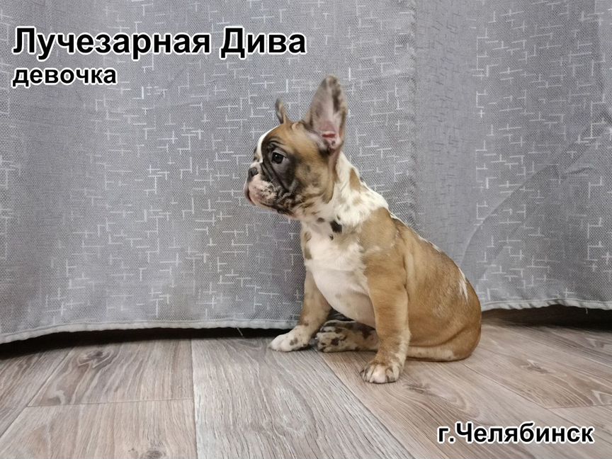 Щенки французского бульдога