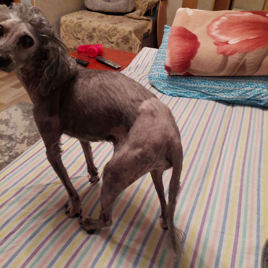 Карликовый пудель, взрослый пёс