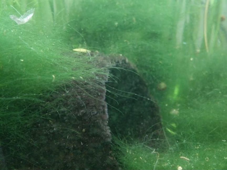 Водоросли для аквариума