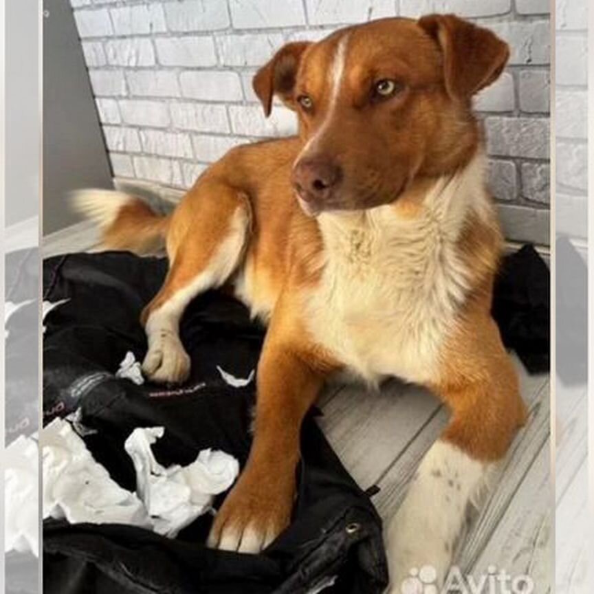 Кобель в добрые руки