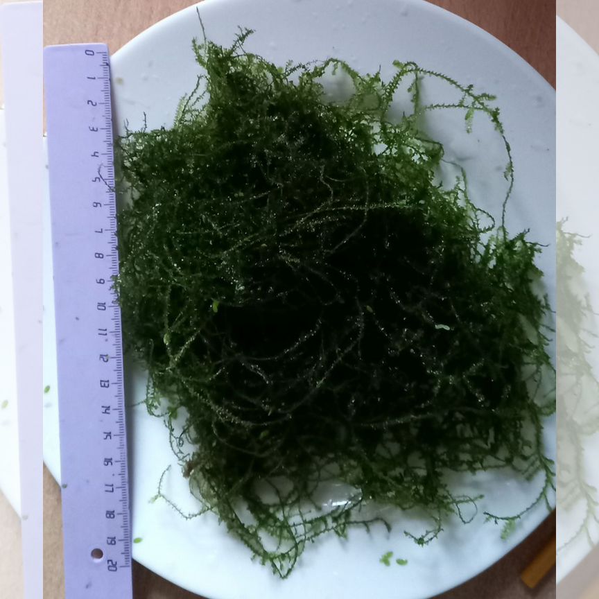 Мох для аквариума