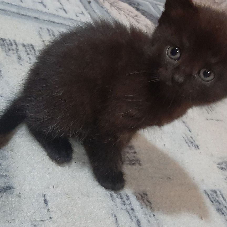 Котята в добрые руки бесплатно