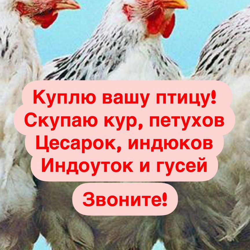 Скупаю птицу