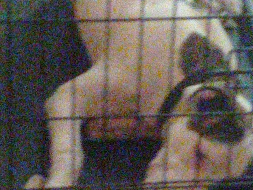 Отдам в хорошие руки собаку