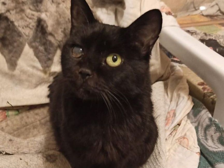 Кошка Сара в добрые руки