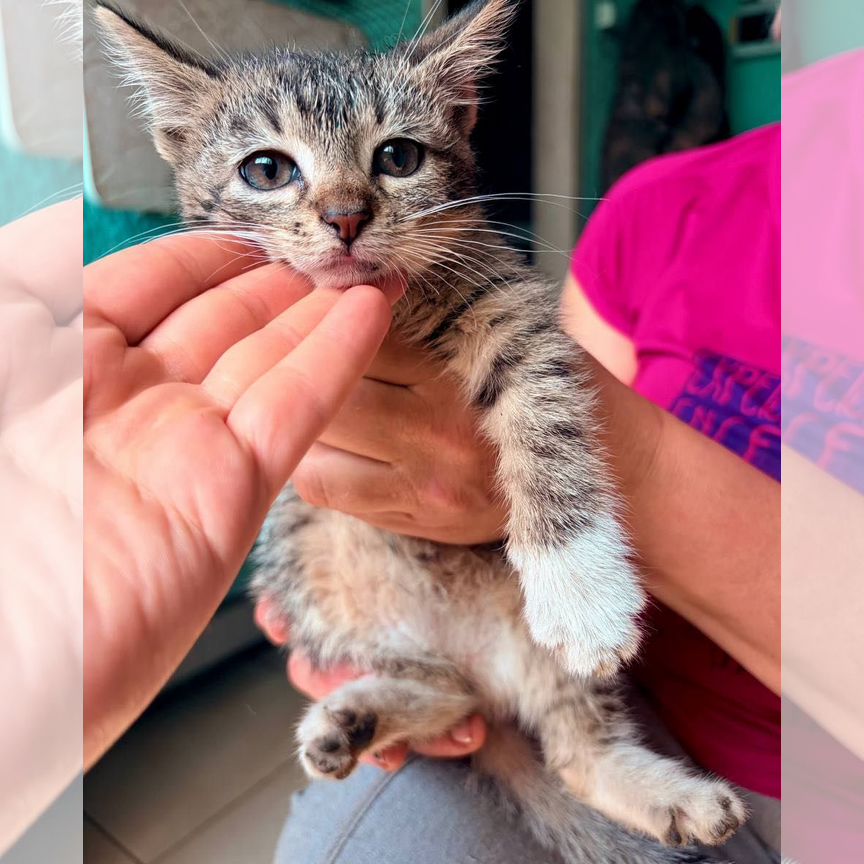 Котёнок в добрые руки