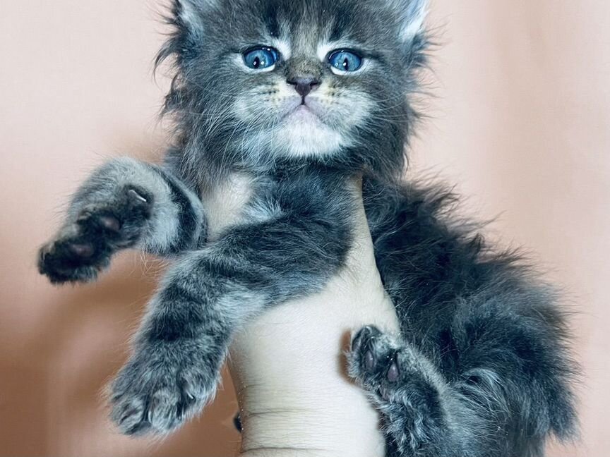 Кот мейн кун Хан