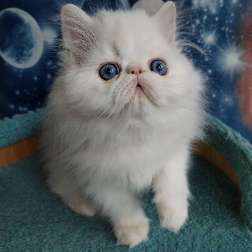 Персидский котёнок