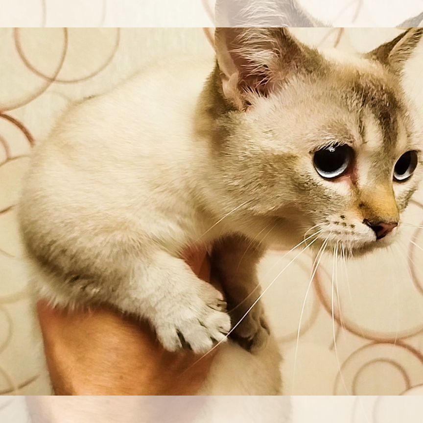 Манчкин котёнок