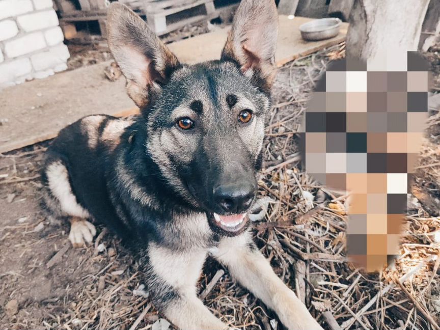 Восточноевропейская овчарка помесь