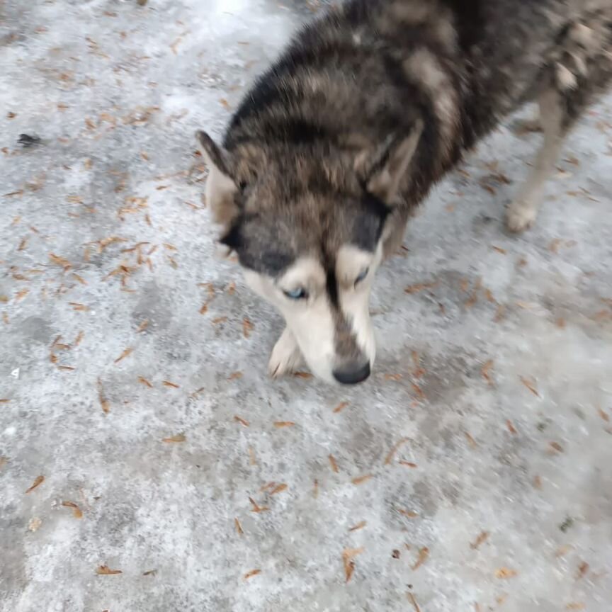 Сибирский хаски