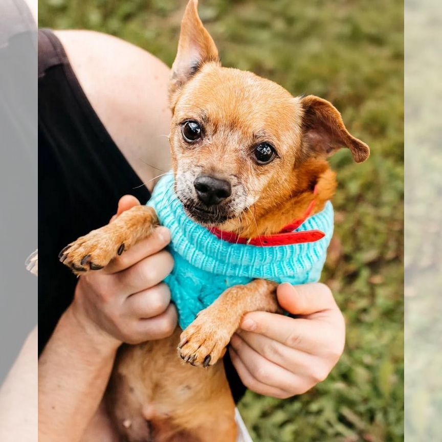 Взрослая собака в добрые руки