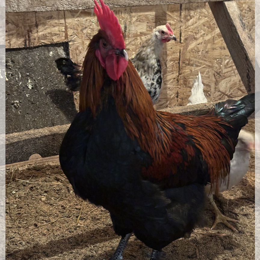 Петух Черно-медный маран