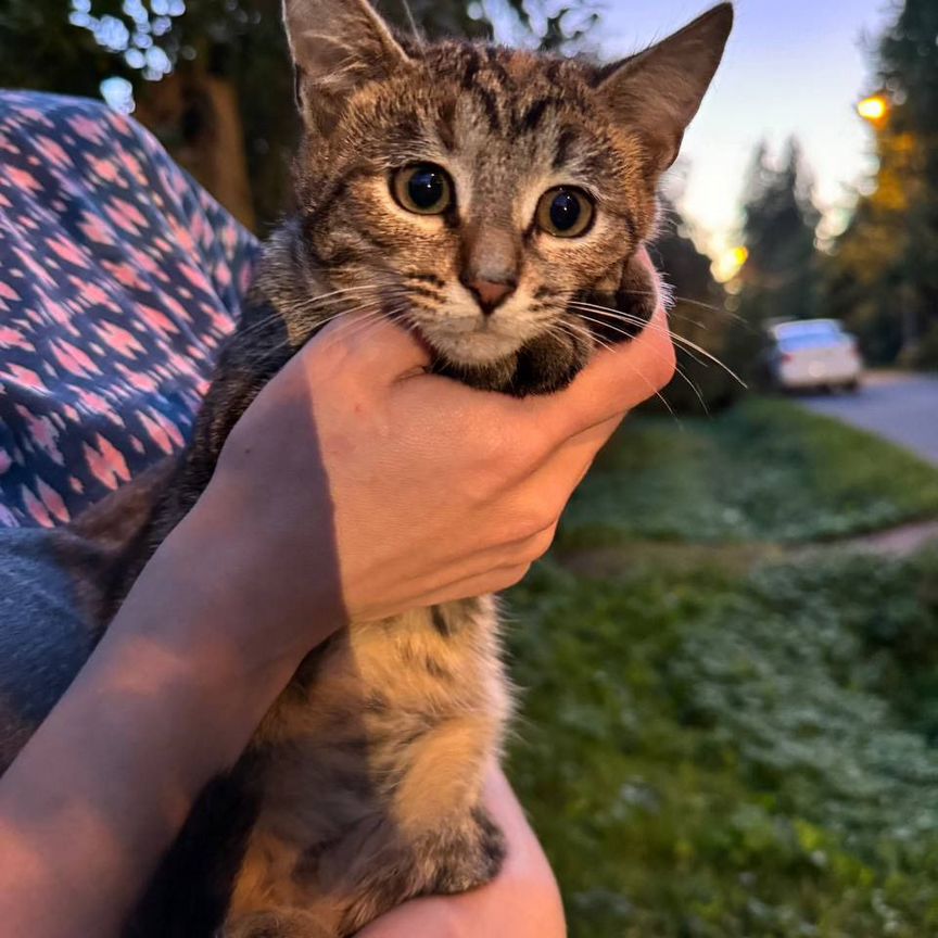 Котенок, девочка, 2 месяца