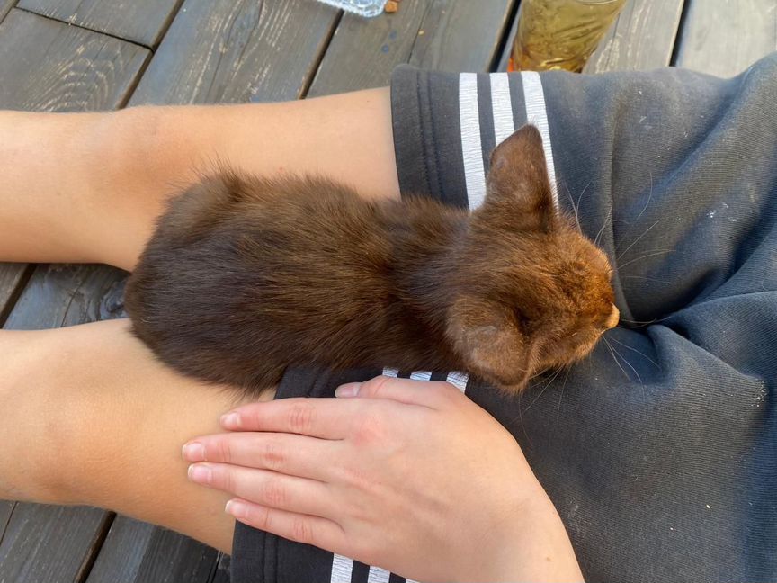 Отдам бесплатно в добрые руки котёнка