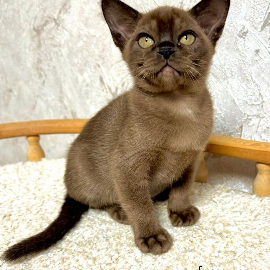 Бурманские котята