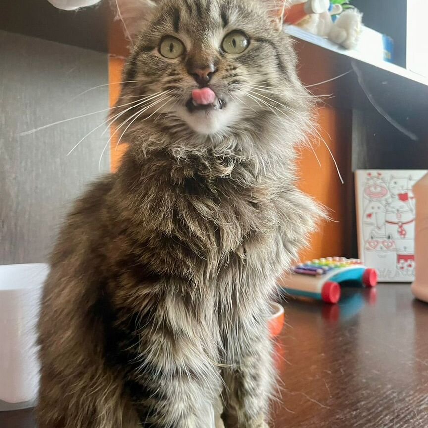 Сибирская кошка