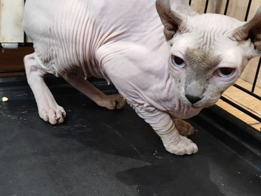 Канадский сфинкс эльф кошечка