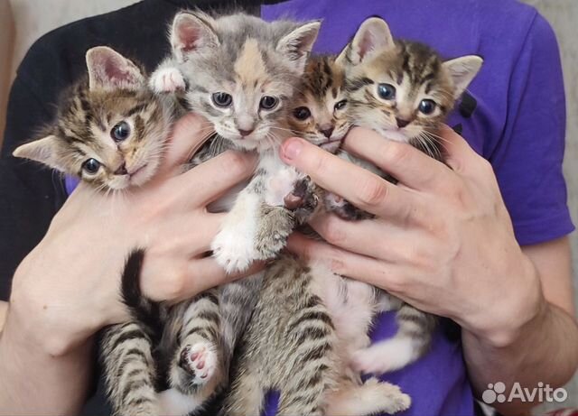 Отдам котят подвезу в любую точку города