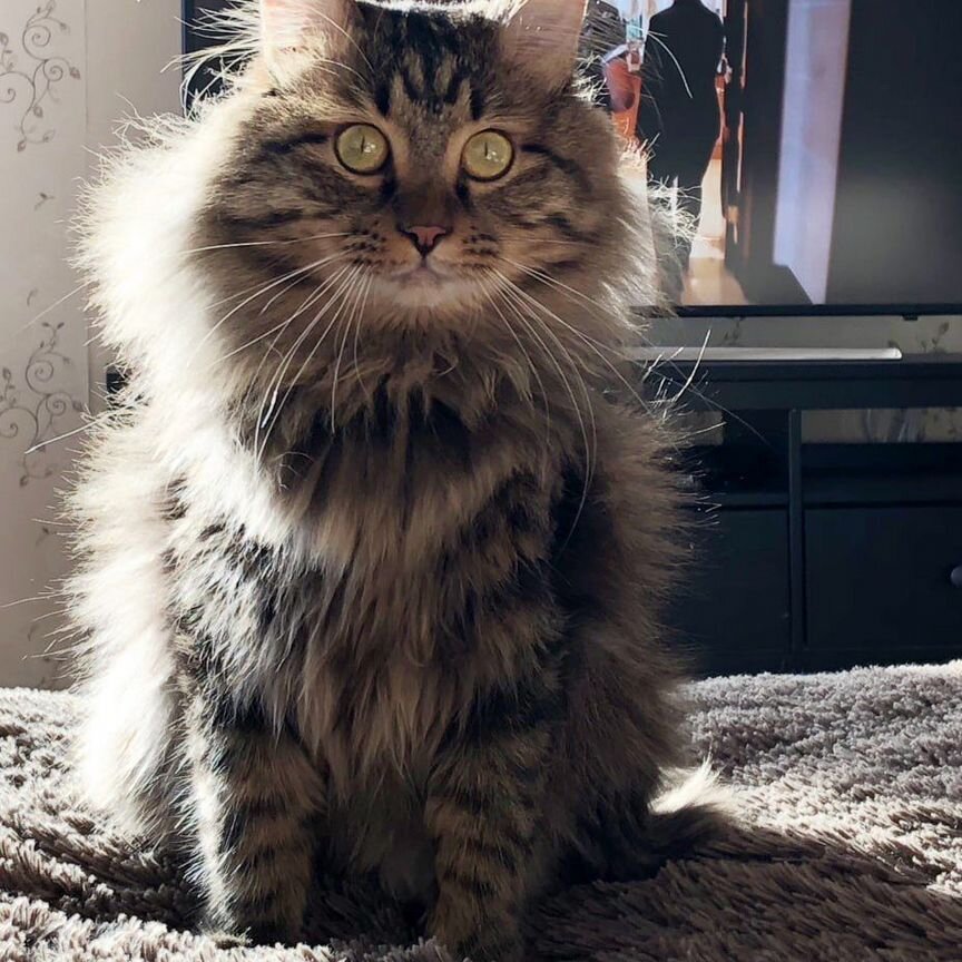 Отдам в хорошие руки