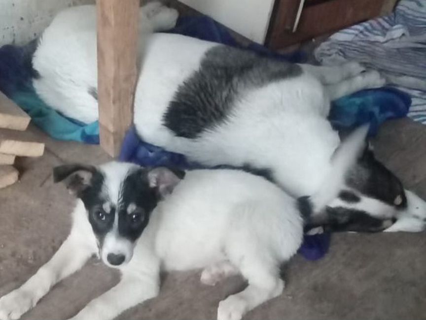 Умные,легко обучаемые 2 девочки