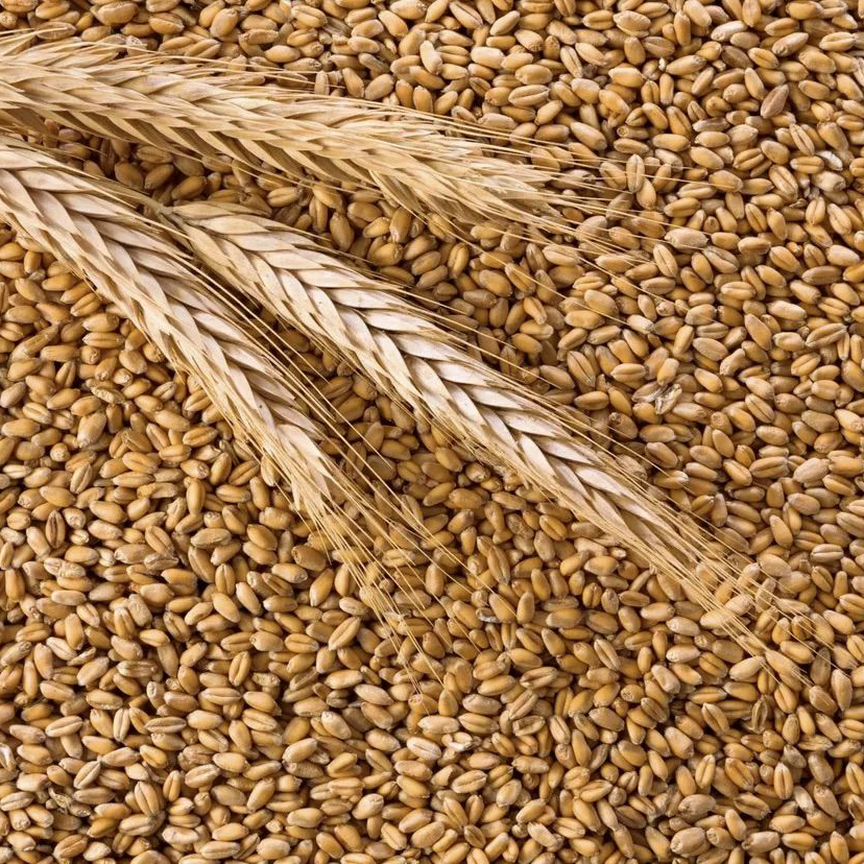 Зерно (пшеница)
