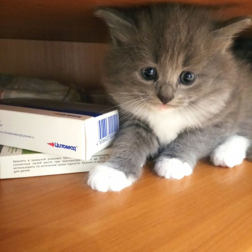 Котята в добрые руки