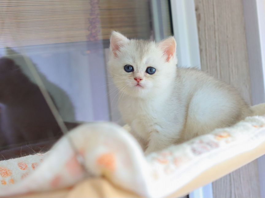 Серебристая кошечка Шерри