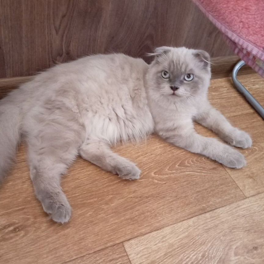 Шотландский кот вязка