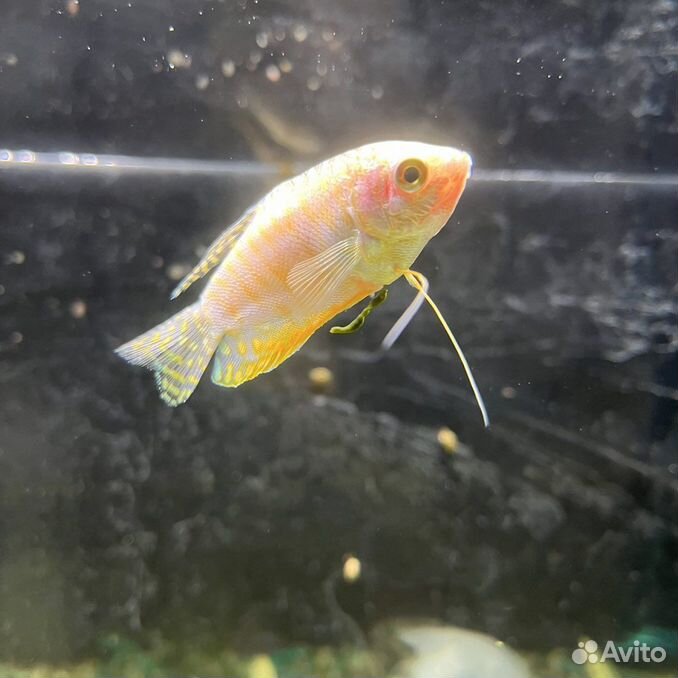 Гурами жемчужный