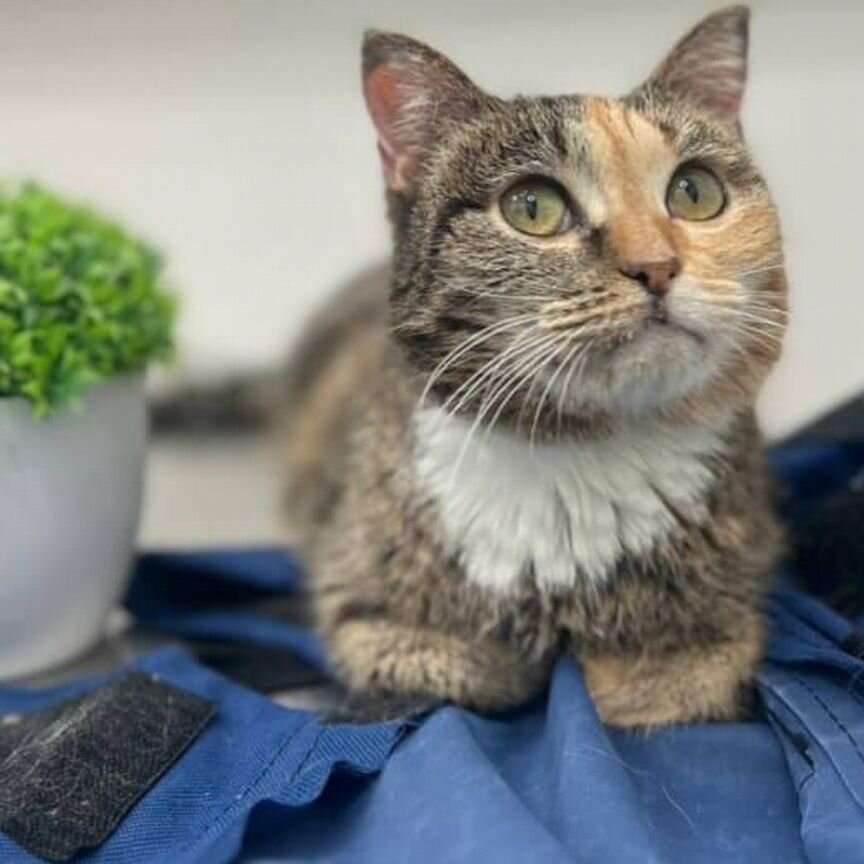 Взрослая, Девочка кошка в добрые руки