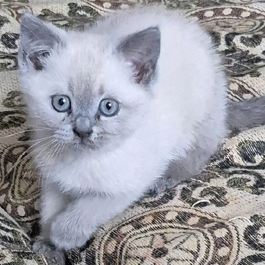 Шотландский прямоухий короткошёрстный котёнок