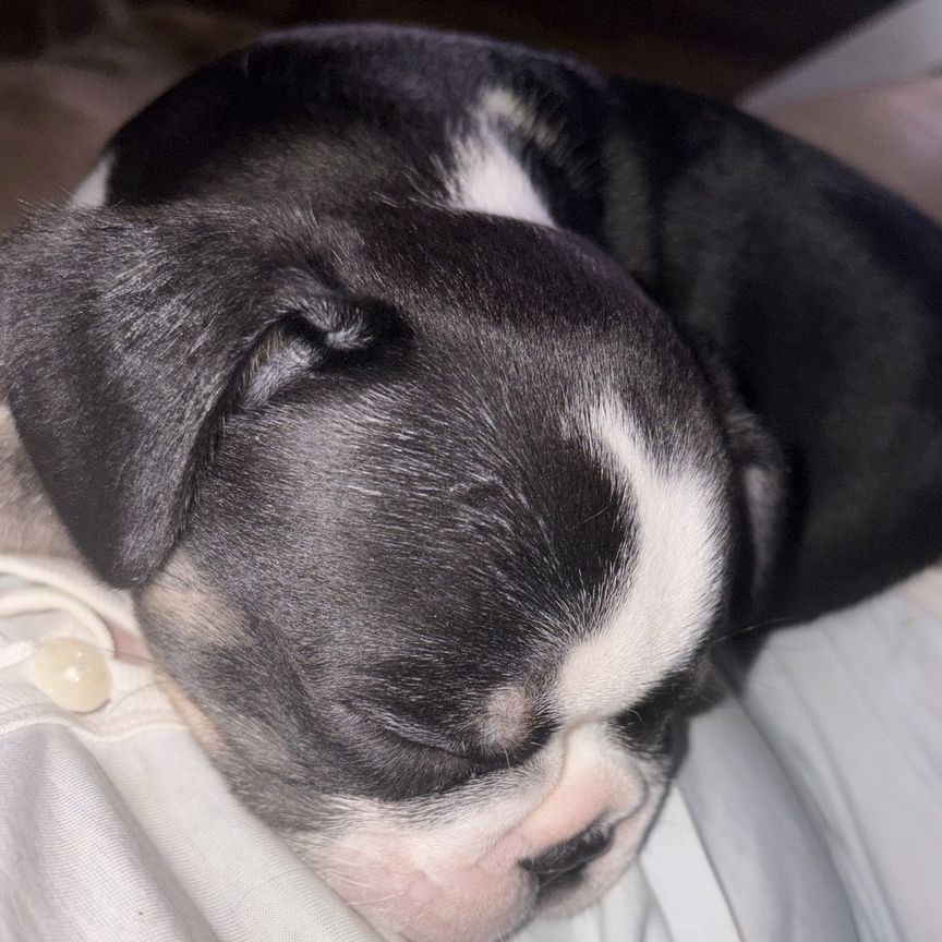 Французский бульдог, щенок