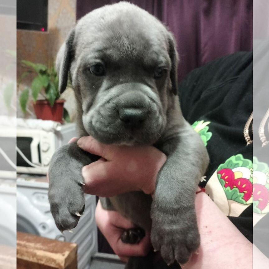 Кане-корсо, щенок