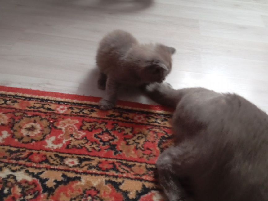 Котëнок