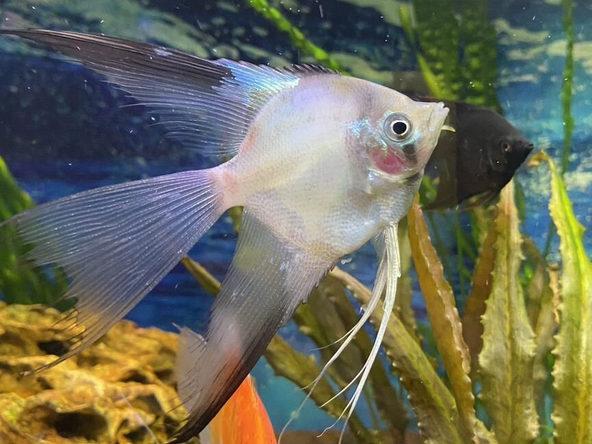 Скалярии продажа или обмен