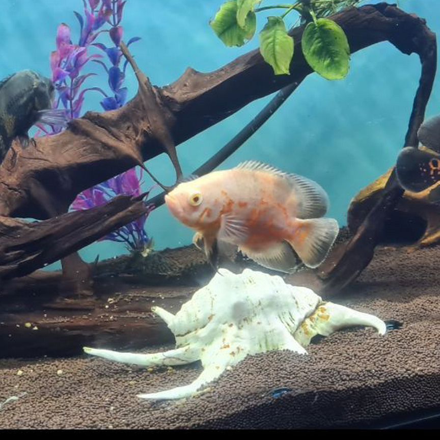 Астронотус альбинос