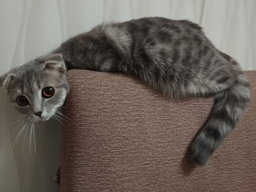 Шотландская вислоухая кошка