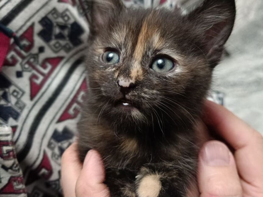 Котенок потрясающей черепаховой расцветки